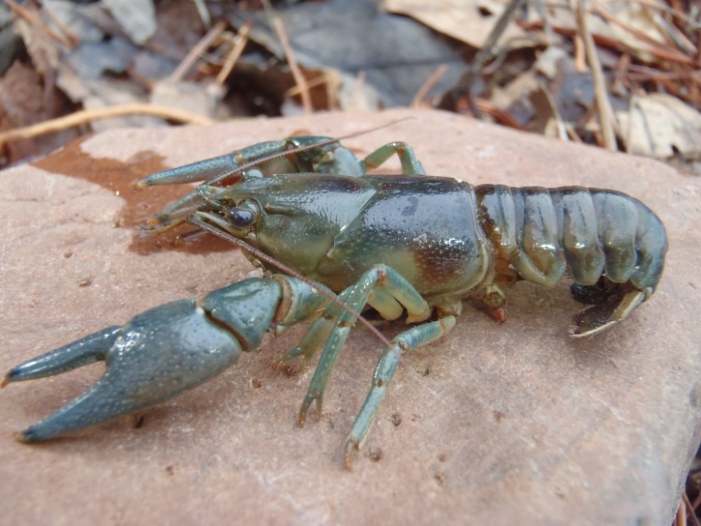 Rusty Crayfish (Orconectes rusticus) - Forest County Association of Lakes